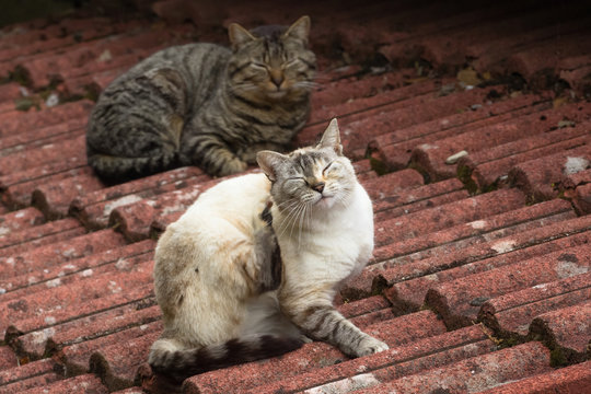 Estray Bilder – Durchsuchen 403 Archivfotos, Vektorgrafiken und Videos ...