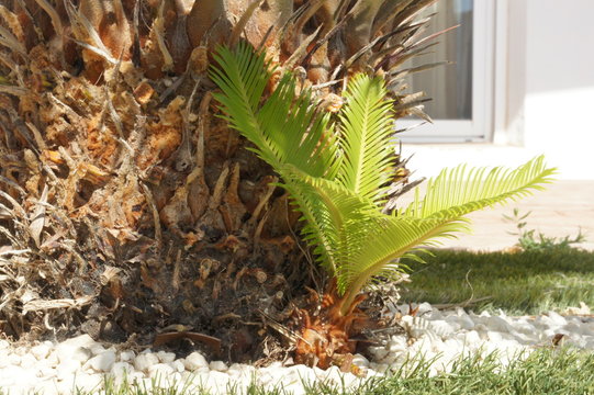 Naciendo Images – Browse 169 Stock Photos, Vectors, and Video | Adobe Stock