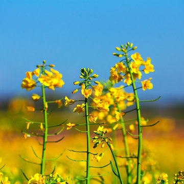 Rapsi Bilder – Durchsuchen 19 Archivfotos, Vektorgrafiken und Videos ...