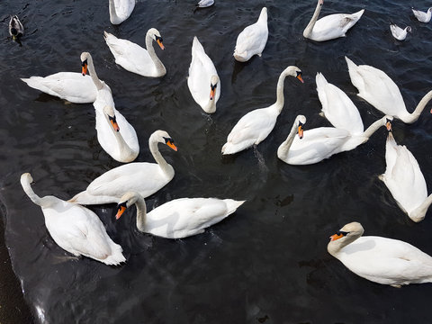 "Group Of Swans" Images – Browse 58 Stock Photos, Vectors, and Video ...