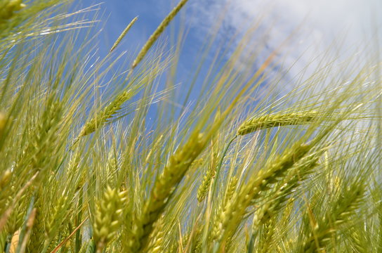 Braugerste Bilder – Durchsuchen 1,620 Archivfotos, Vektorgrafiken und ...