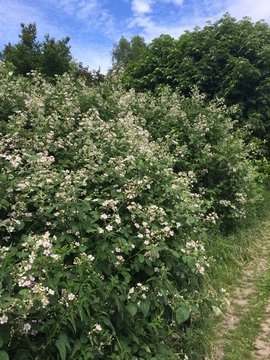 Brombeerhecke 이미지 – 찾아보기 91 스톡 사진, 벡터 및 비디오 | Adobe Stock