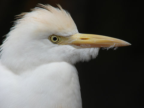 Picuda Images – Browse 69 Stock Photos, Vectors, and Video | Adobe Stock