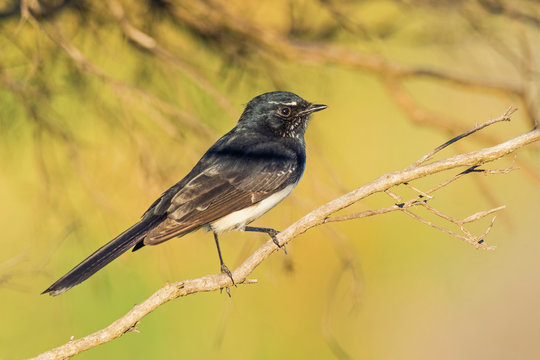 Willie-Wagtail Images – Browse 447 Stock Photos, Vectors, and Video ...