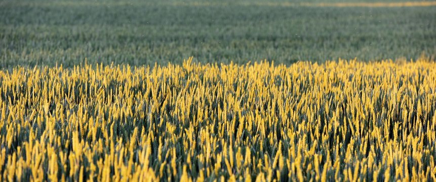 รูปภาพVolkorn – เลือกดูภาพถ่ายสต็อก เวกเตอร์ และวิดีโอ98 | Adobe Stock