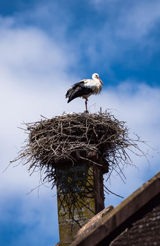 Storch Bilder – Durchsuchen 157,953 Archivfotos, Vektorgrafiken und ...