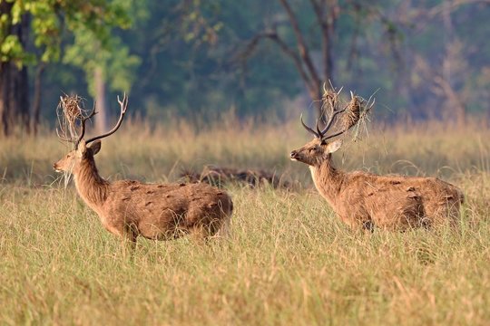 รูปภาพBarasingha – เลือกดูภาพถ่ายสต็อก เวกเตอร์ และวิดีโอ653 | Adobe Stock