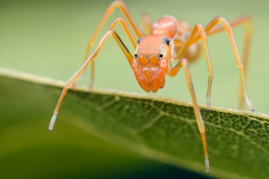 รูปภาพKerengga – เลือกดูภาพถ่ายสต็อก เวกเตอร์ และวิดีโอ177 | Adobe Stock