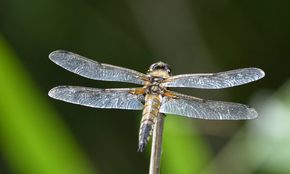 รูปภาพOdonate – เลือกดูภาพถ่ายสต็อก เวกเตอร์ และวิดีโอ47,478 | Adobe Stock