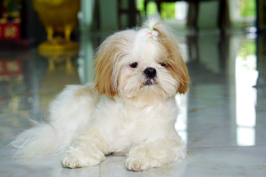 114 BEST Shisu IMAGES, STOCK PHOTOS & VECTORS | Adobe Stock