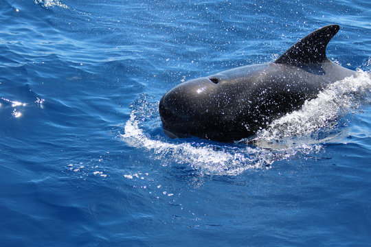 Imagens de Grindwal – Explore Fotografias do Stock, Vetores e Vídeos de ...