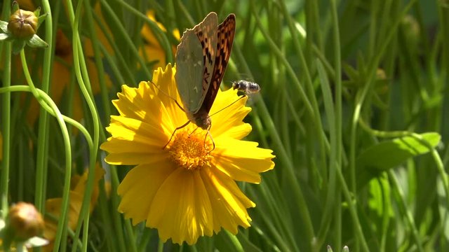 Tremulous Images – Browse 317 Stock Photos, Vectors, and Video | Adobe ...