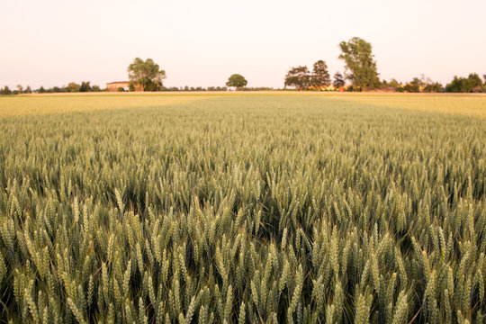Winterweizen bilder – Bläddra bland 334 stockfoton, vektorer och videor ...