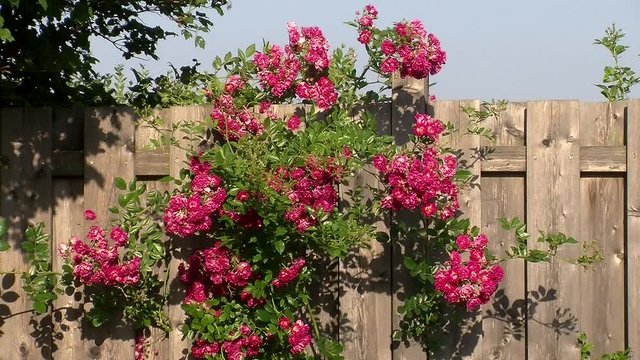 Strauchrose.rosenstrauch bilder – Bläddra bland 111 stockfoton ...