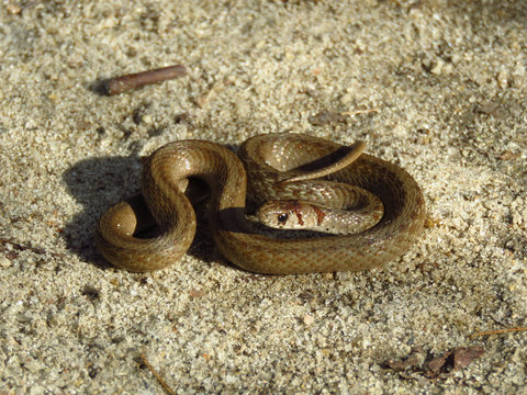 "Storeria Dekayi" Images – Browse 75 Stock Photos, Vectors, and Video ...