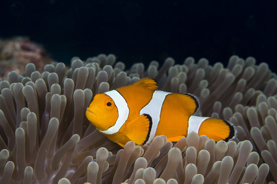 Apilas photos, images, assets | Adobe Stock