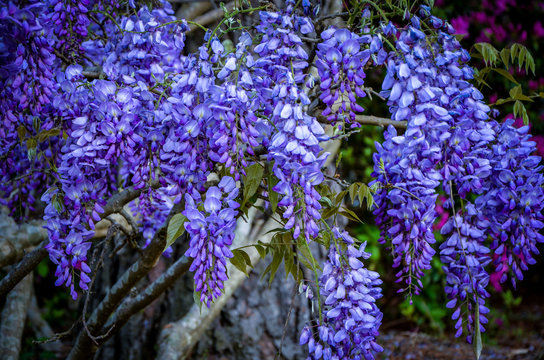 Westeria Images – Browse 10 Stock Photos, Vectors, and Video | Adobe Stock