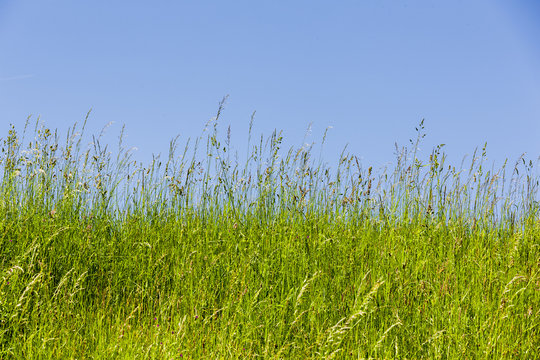 Graspollen Bilder – Durchsuchen 5,326 Archivfotos, Vektorgrafiken und ...