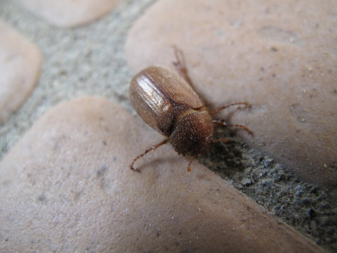 รูปภาพScarabeo – เลือกดูภาพถ่ายสต็อก เวกเตอร์ และวิดีโอ412 | Adobe Stock