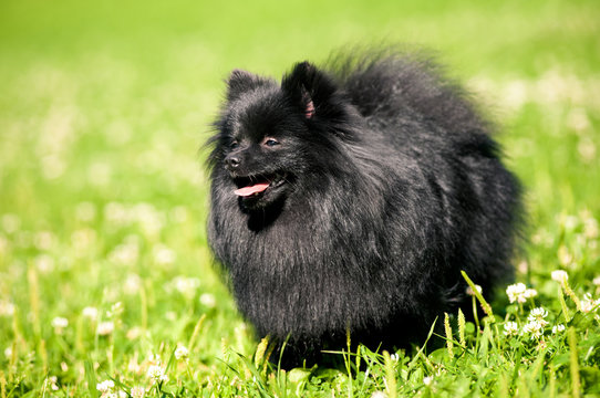 Shpitz Images – Browse 347 Stock Photos, Vectors, and Video | Adobe Stock