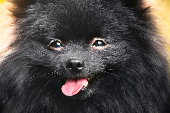 Shpitz Images – Browse 347 Stock Photos, Vectors, and Video | Adobe Stock