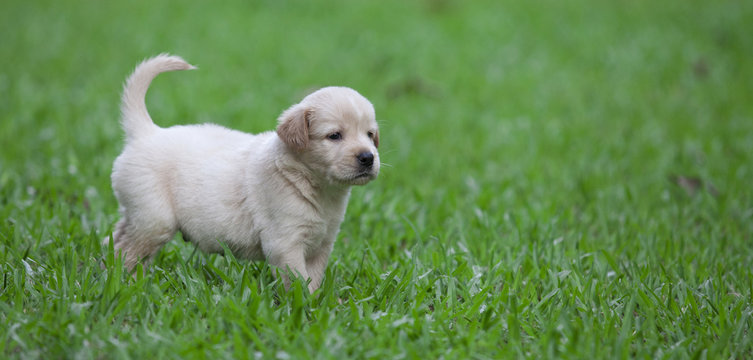 「Dogies」の画像 - 298 件の Stock 写真、ベクターおよびビデオ | Adobe Stock