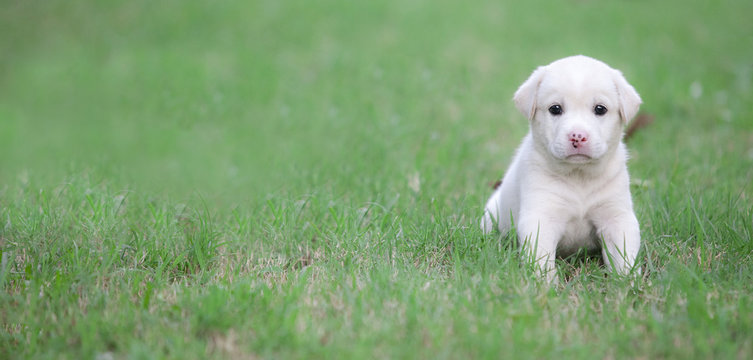 「Dogies」の画像 - 298 件の Stock 写真、ベクターおよびビデオ | Adobe Stock