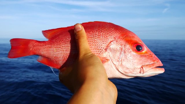 Red Snapper Images – Browse 11,072 Stock Photos, Vectors, and Video ...
