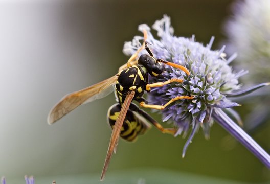 Butinage Imagens – Procure 889 fotos, vetores e vídeos | Adobe Stock