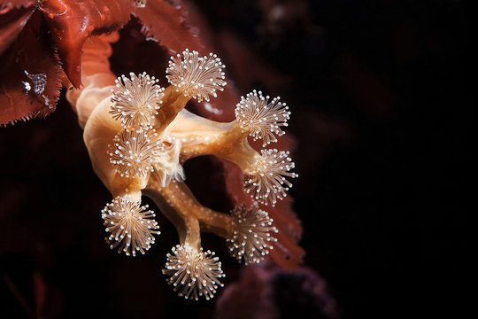 รูปภาพStaurozoa – เลือกดูภาพถ่ายสต็อก เวกเตอร์ และวิดีโอ128 | Adobe Stock