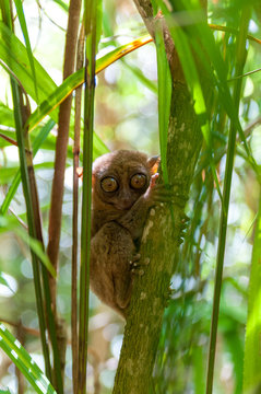 รูปภาพMamag – เลือกดูภาพถ่ายสต็อก เวกเตอร์ และวิดีโอ6 | Adobe Stock