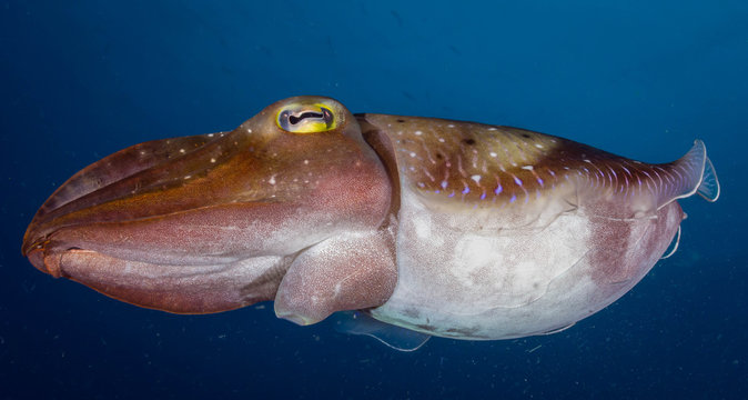 「Cuddlefish」の写真素材 | 188件の無料イラスト画像 | Adobe Stock