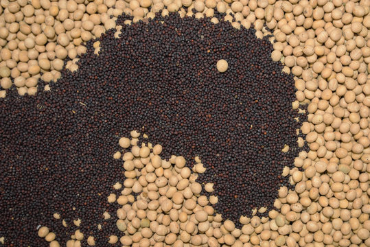 Rapssaat Bilder – Durchsuchen 50,520 Archivfotos, Vektorgrafiken und ...