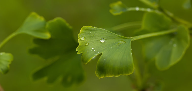 Ginkopsida Images – Browse 41 Stock Photos, Vectors, and Video | Adobe ...