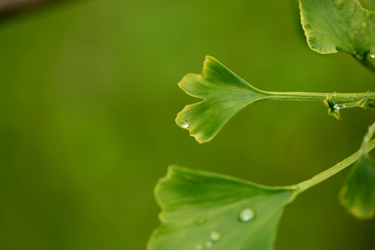 Ginkopsida Images – Browse 41 Stock Photos, Vectors, and Video | Adobe ...