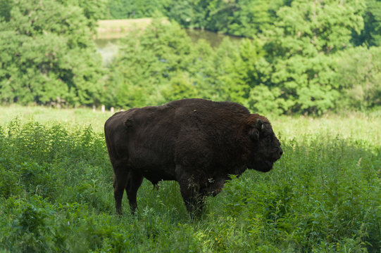 Zimbru Images – Browse 59 Stock Photos, Vectors, and Video | Adobe Stock