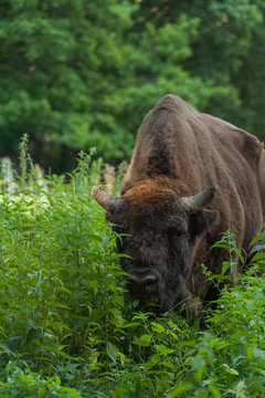 Zimbru Images – Browse 59 Stock Photos, Vectors, and Video | Adobe Stock