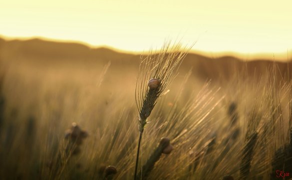 "Spiga Di Grano" Images – Browse 524 Stock Photos, Vectors, and Video ...