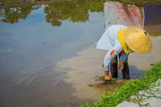 Govithana Images – Browse 47 Stock Photos, Vectors, and Video | Adobe Stock