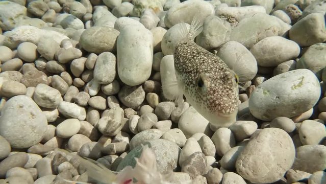 Imagens de Bill-Fish – Explore Fotografias do Stock, Vetores e Vídeos ...