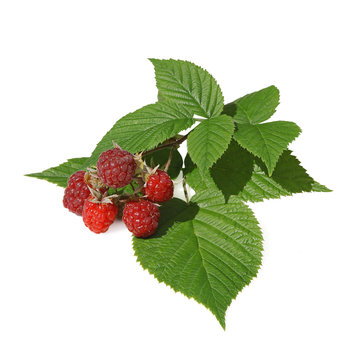 รูปภาพFramboise – เลือกดูภาพถ่ายสต็อก เวกเตอร์ และวิดีโอ62,657 | Adobe ...