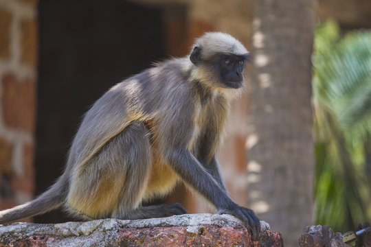 Langoor Images – Browse 208 Stock Photos, Vectors, and Video | Adobe Stock