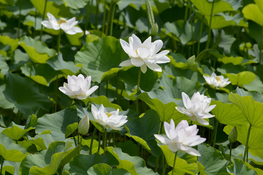 水芙蓉 Images – Browse 624 Stock Photos, Vectors, and Video | Adobe Stock