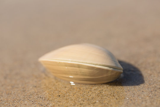 "Closed Clam" Images – Browse 3 Stock Photos, Vectors, and Video ...