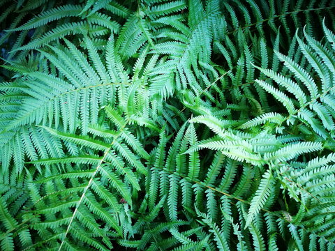 Monilophyta Images – Browse 54 Stock Photos, Vectors, and Video | Adobe ...