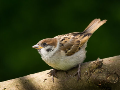 Podlot Images – Browse 83 Stock Photos, Vectors, and Video | Adobe Stock