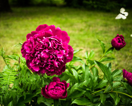 「Peone」の写真素材 | 327件の無料イラスト画像 | Adobe Stock