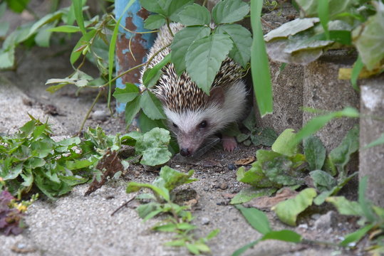 Manmal Images – Browse 35 Stock Photos, Vectors, and Video | Adobe Stock