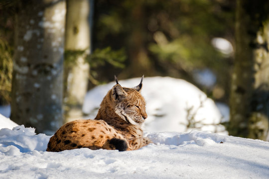 Linx Images – Parcourir 301 le catalogue de photos, vecteurs et vidéos ...