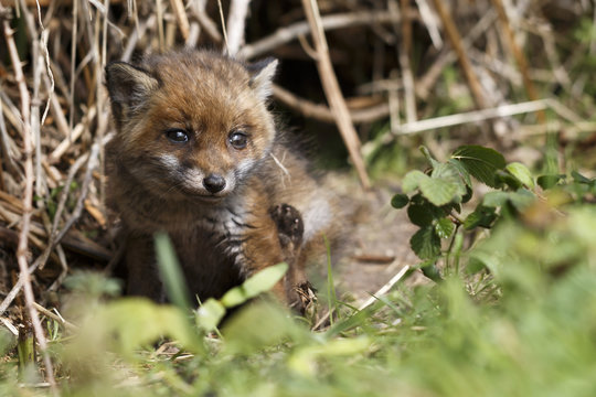 รูปภาพRenardeaux – เลือกดูภาพถ่ายสต็อก เวกเตอร์ และวิดีโอ210 | Adobe Stock